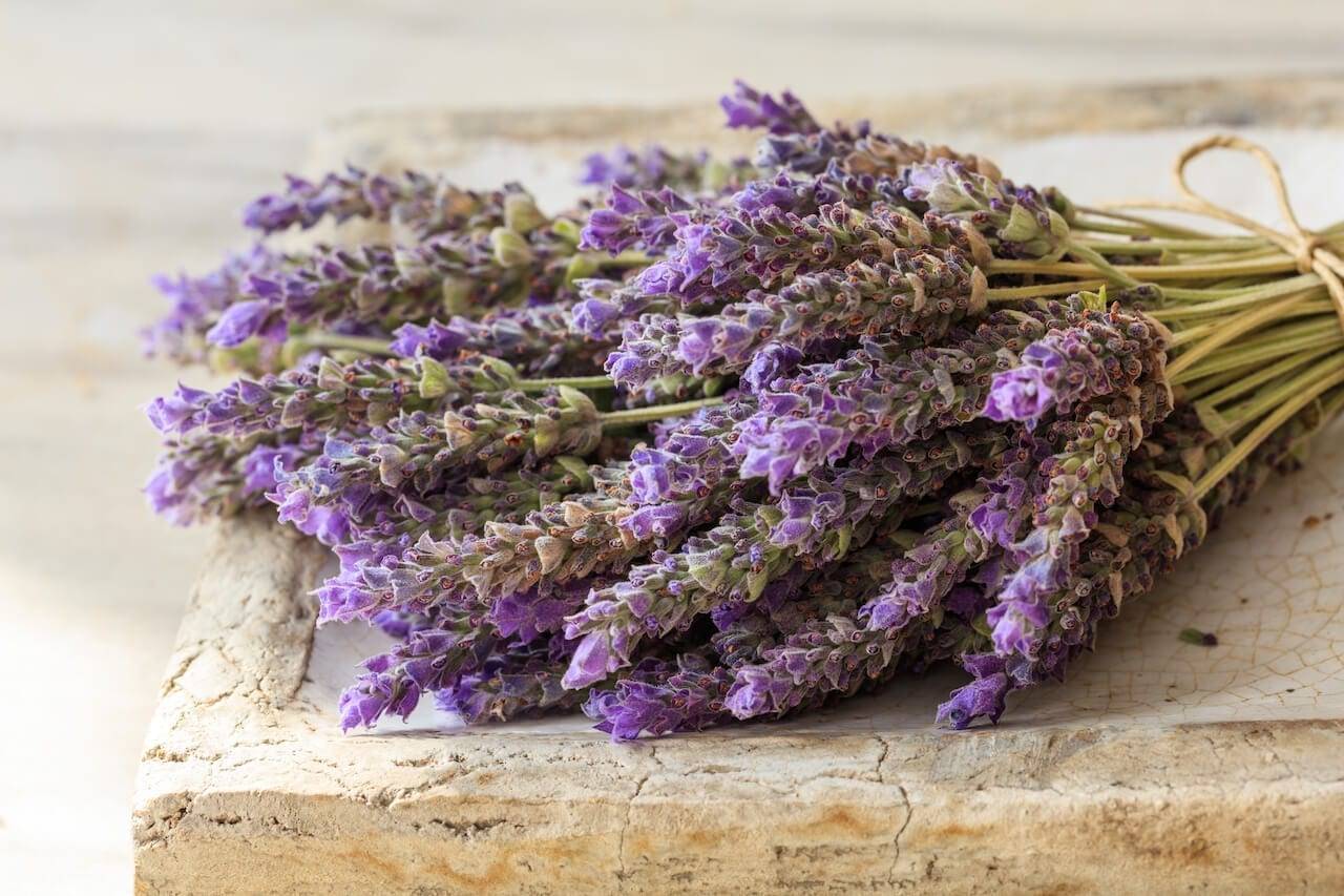 7 Surprising Health Benefits Of Lavender | King and Queen Beverages