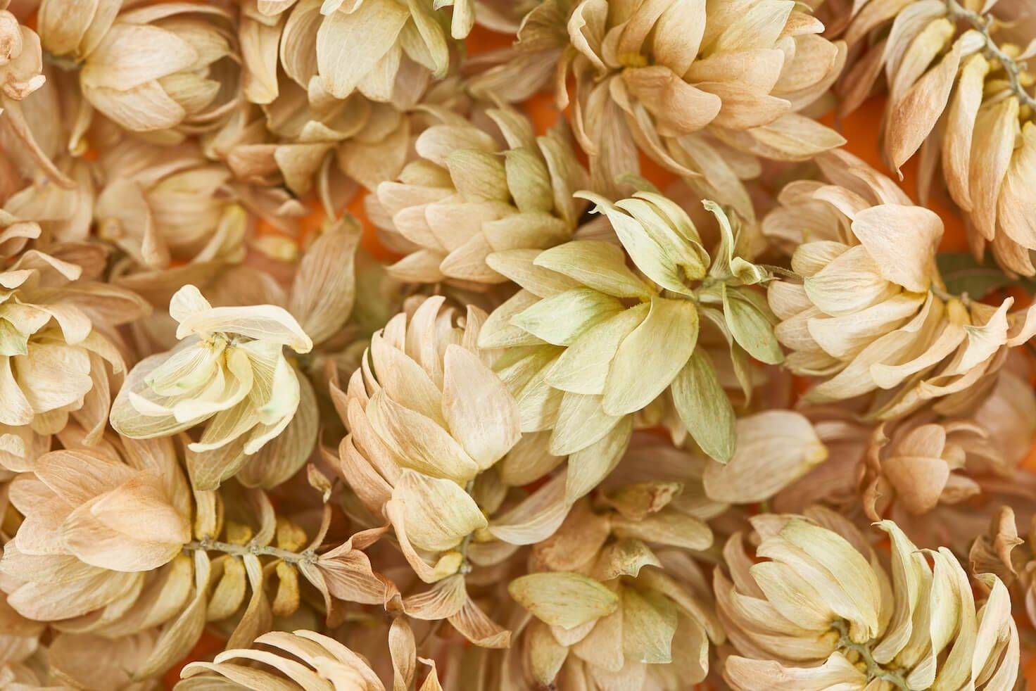 Uncovering the Health Benefits of Herbal Teas: A Guide to the Most ...